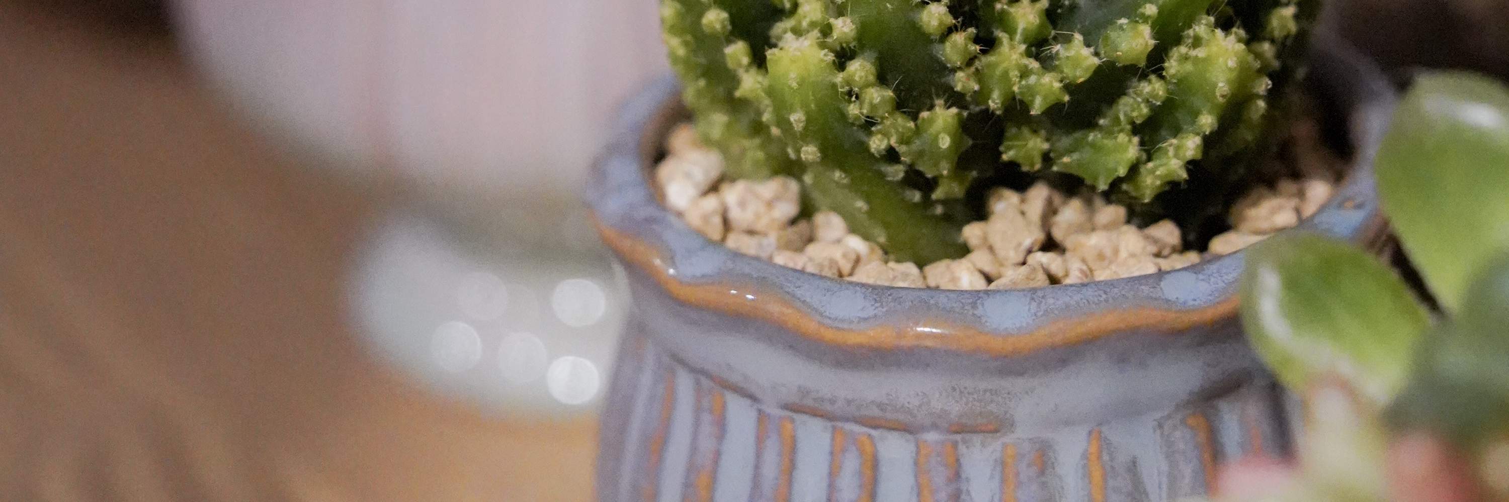 Myosotis.flower - Succulent Plant Potting Workshop - Klook