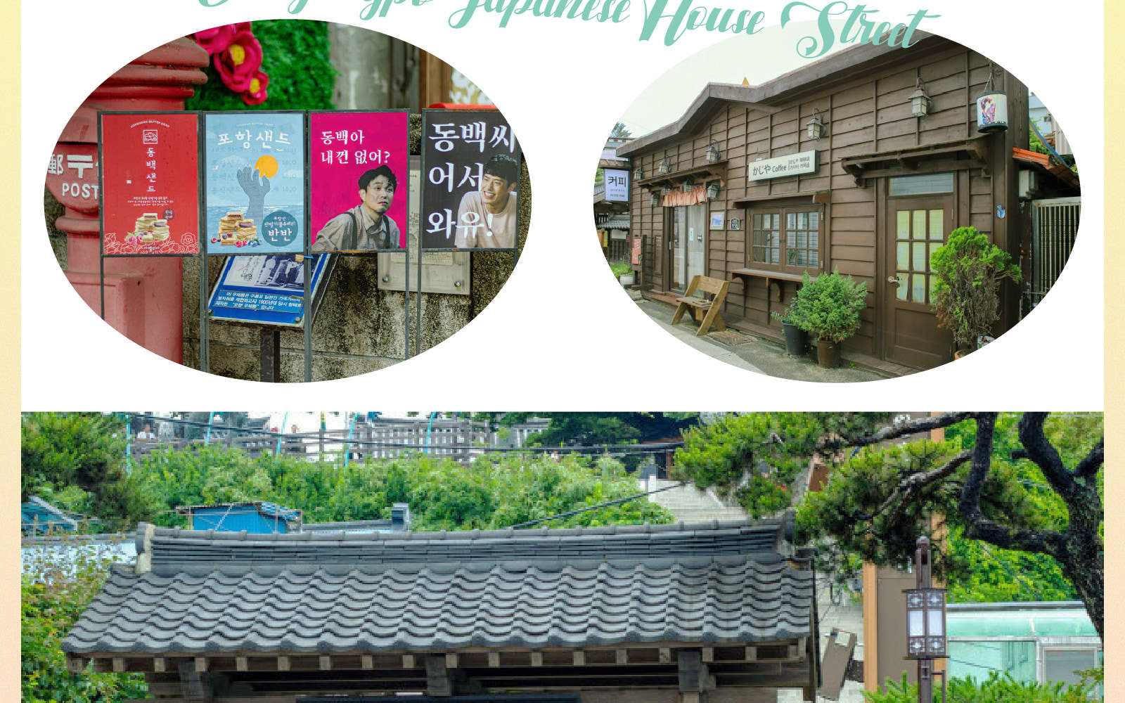 Pohang Space Walk x Cherry Blossom, Guryongpo, Homigot Canola Flower ...