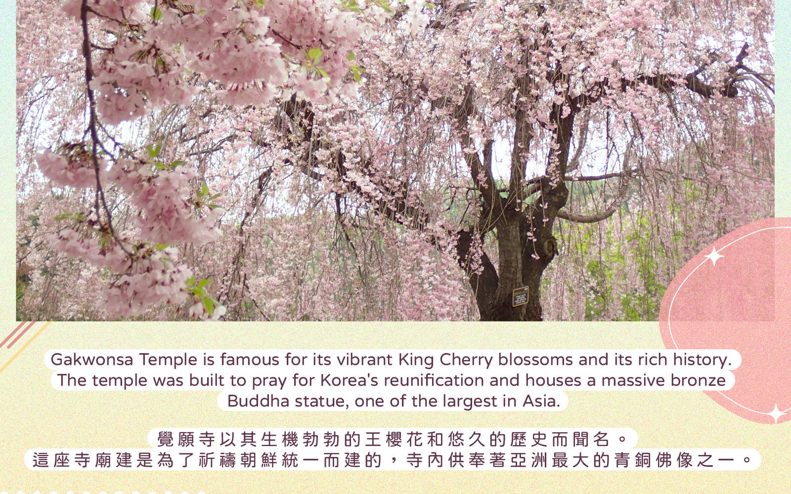 Tur Pasar Yesan Paik Jong Won x Kuil Gakwonsa untuk Melihat Bunga ...