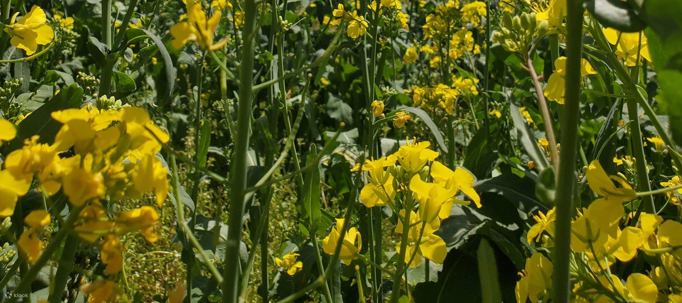 1-Day Ashikaga Flower Park & Hitachi Seaside Park Tour from Shinjuku ...