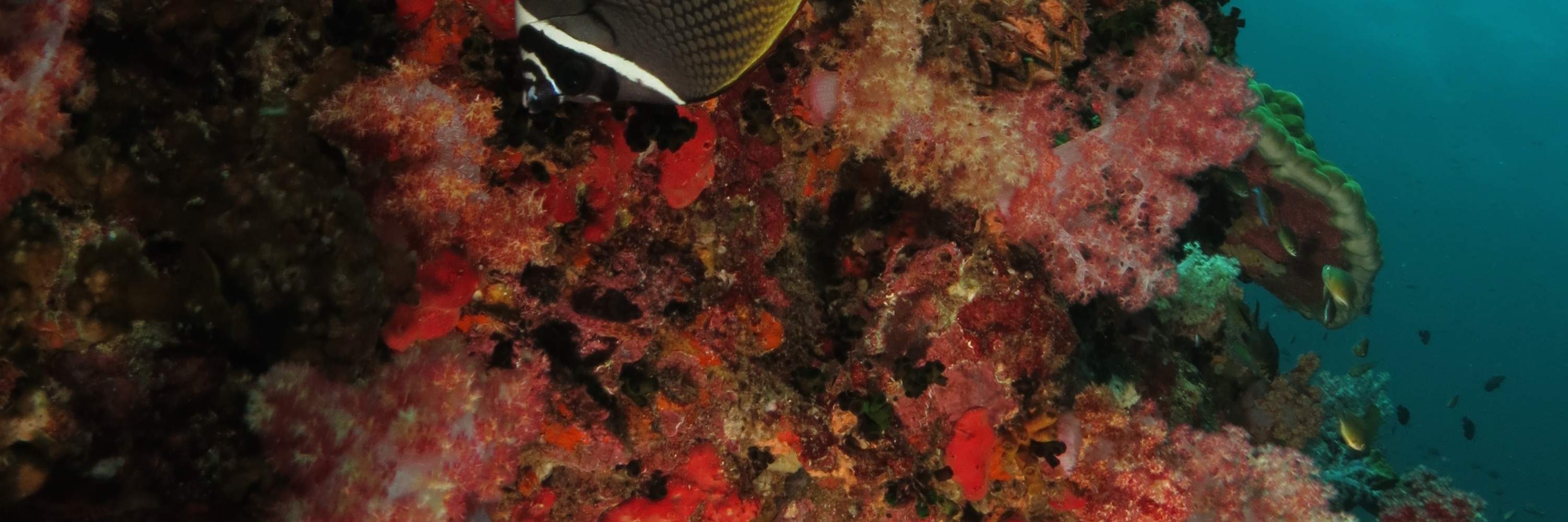 Explore the Best Dive Sites on a Full-Day Dive Trip in Borneo with PADI ...