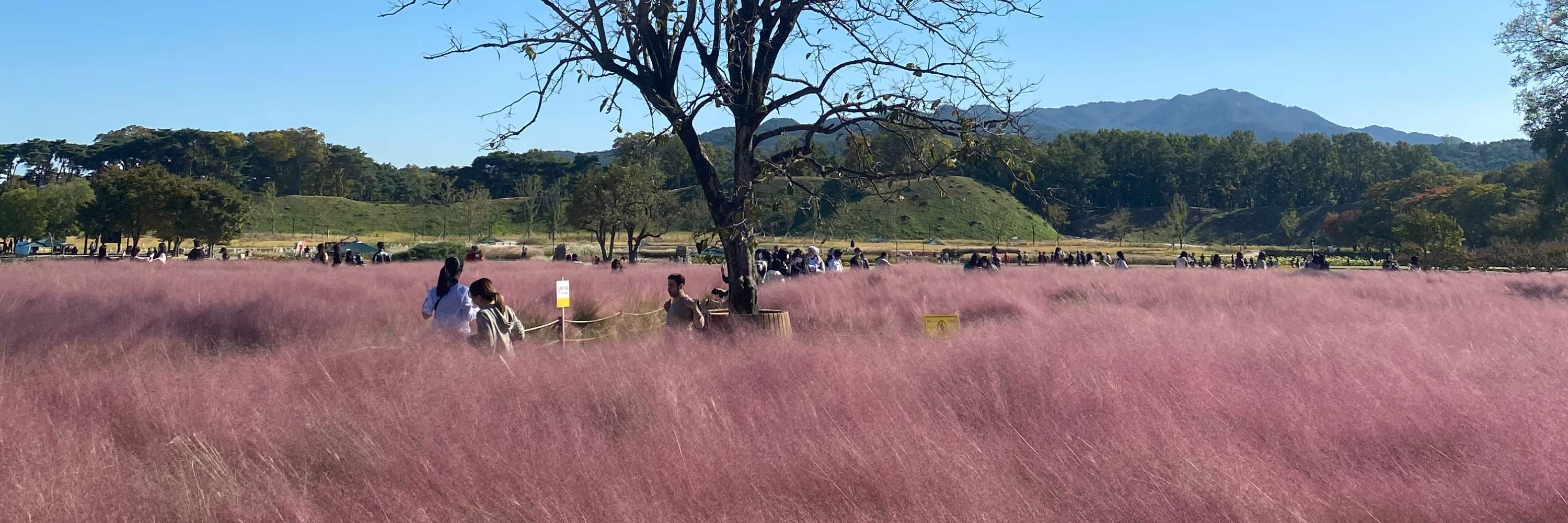 Gyeongju Seasonal Tour - Klook Estados Unidos