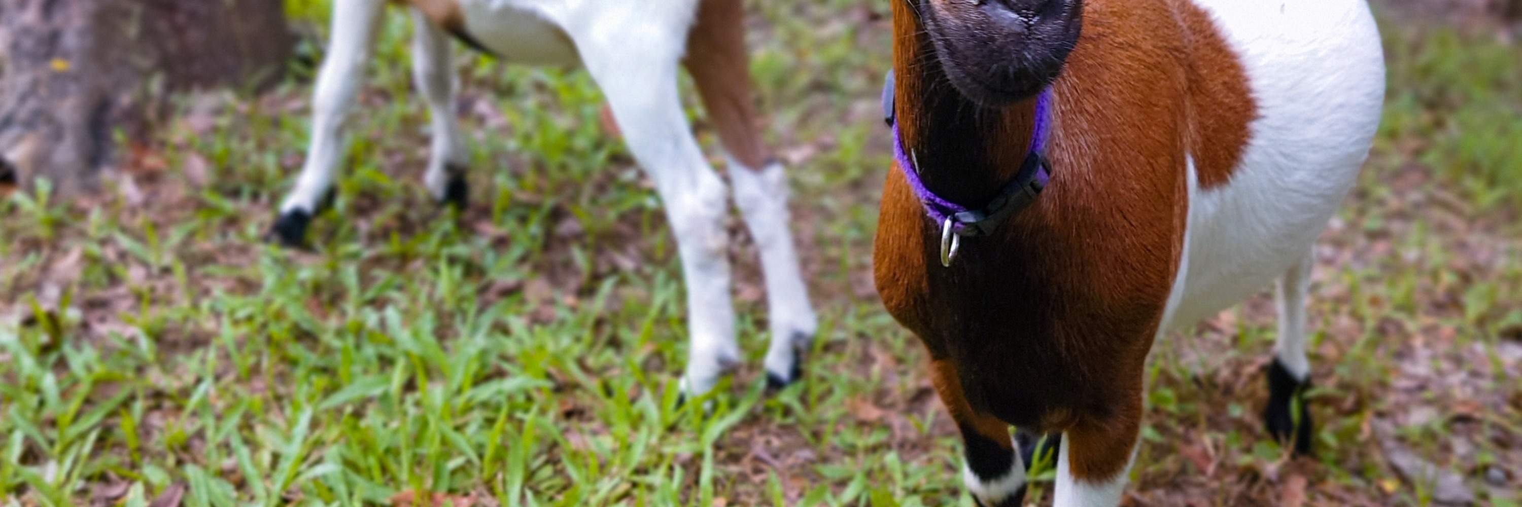 Taoyuan-The Barn Manor-Tickets - Klook Philippines