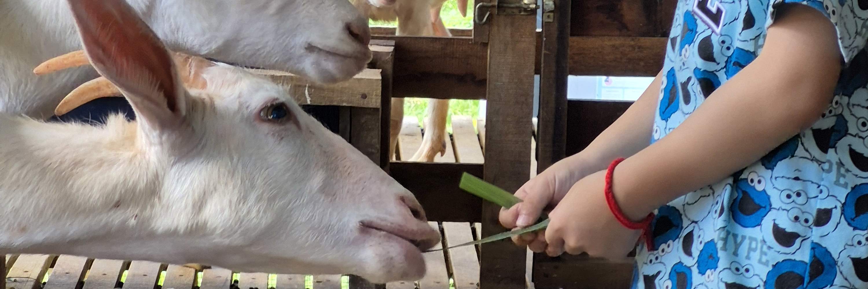 Gentle Farms Tours in Johor Bahru - Klook Hong Kong