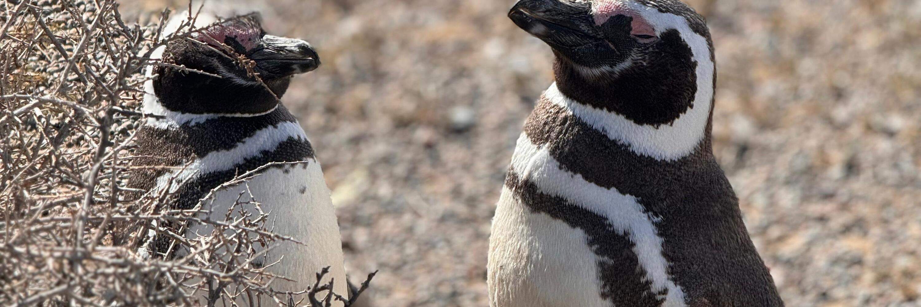 Punta Tombo Penguins Reserve One-Day Tour - Klook