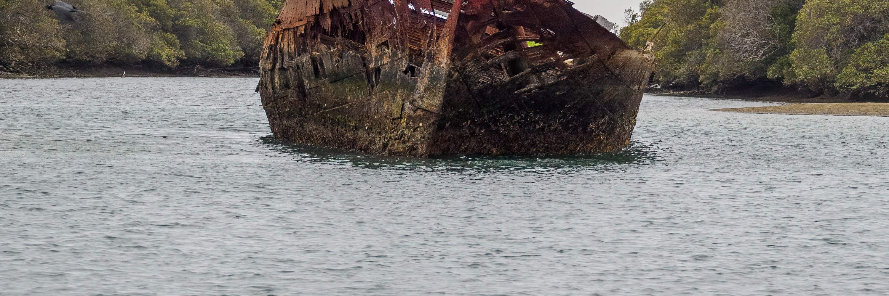 90 Minute Port River Dolphin & Shipwreck Cruise in Port Adelaide ...