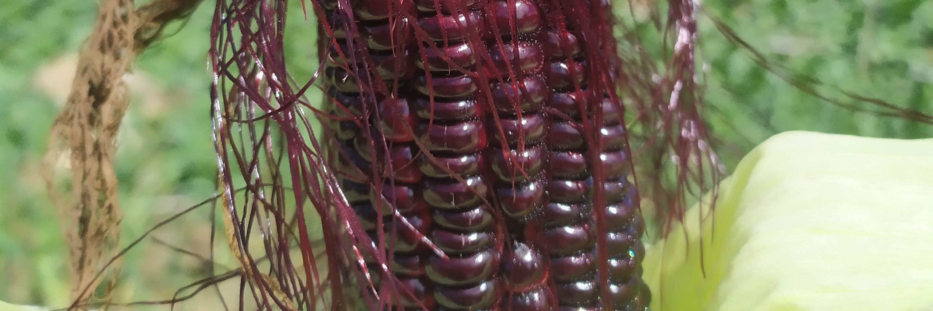 Jim's Vegetable Farm Ticket in Cameron Highlands - Klook United Kingdom