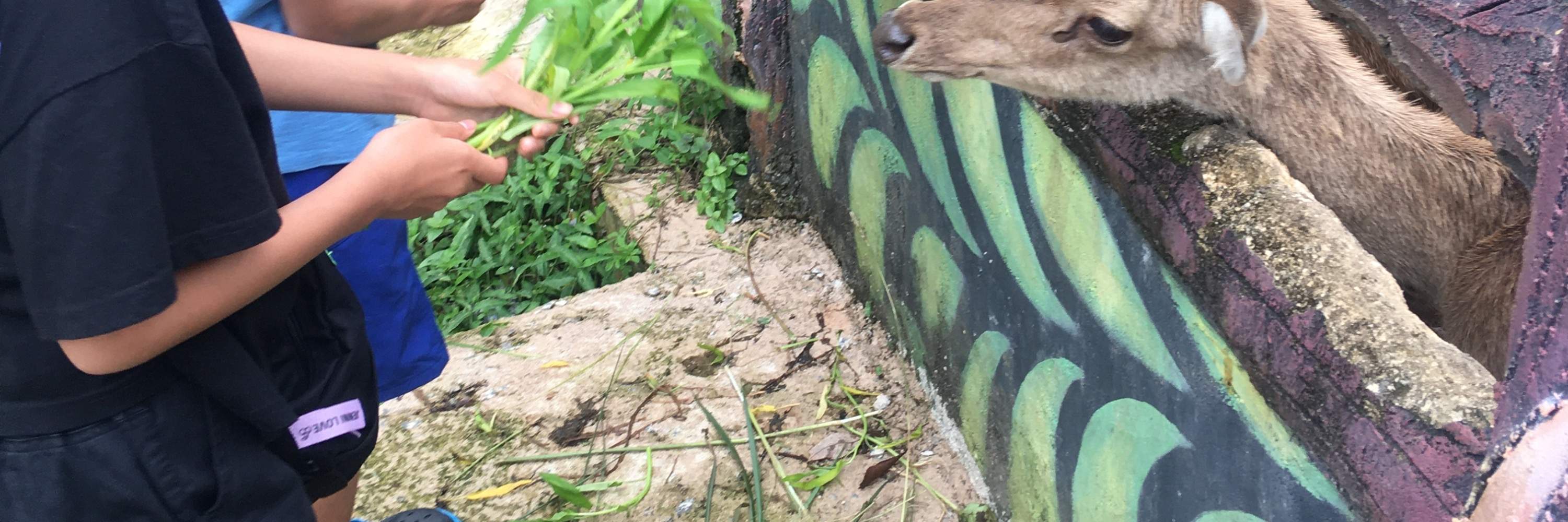 Safari Lagoi & Eco Farm - Bintan Island Tour from Bintan - Klook Singapore