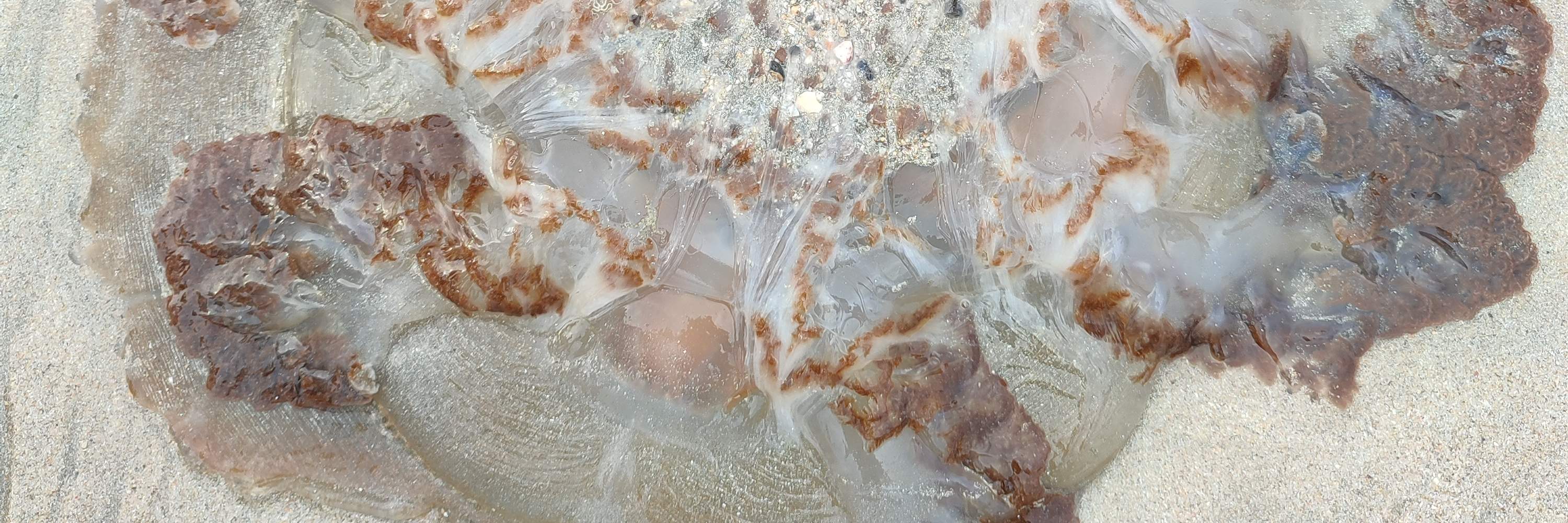 90 Minutes Beach and Tide Pool Walk in Desaru Walking Tour - Klook ...