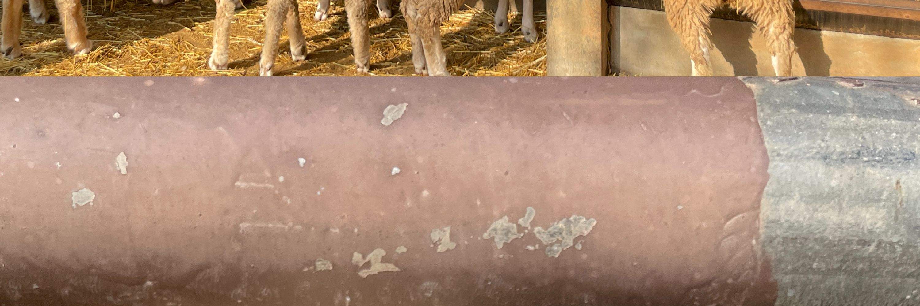 Tasty Yangpyeong Day Tour from Seoul - Klook Singapore