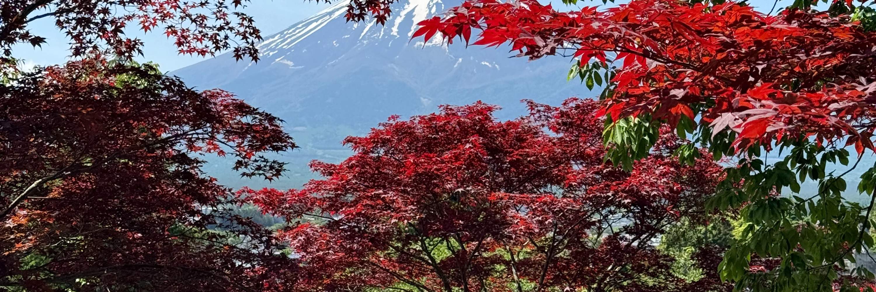 [Mount Fuji, Hakone, Kawaguchiko, and Flower Viewing] 7-11 Convenience ...