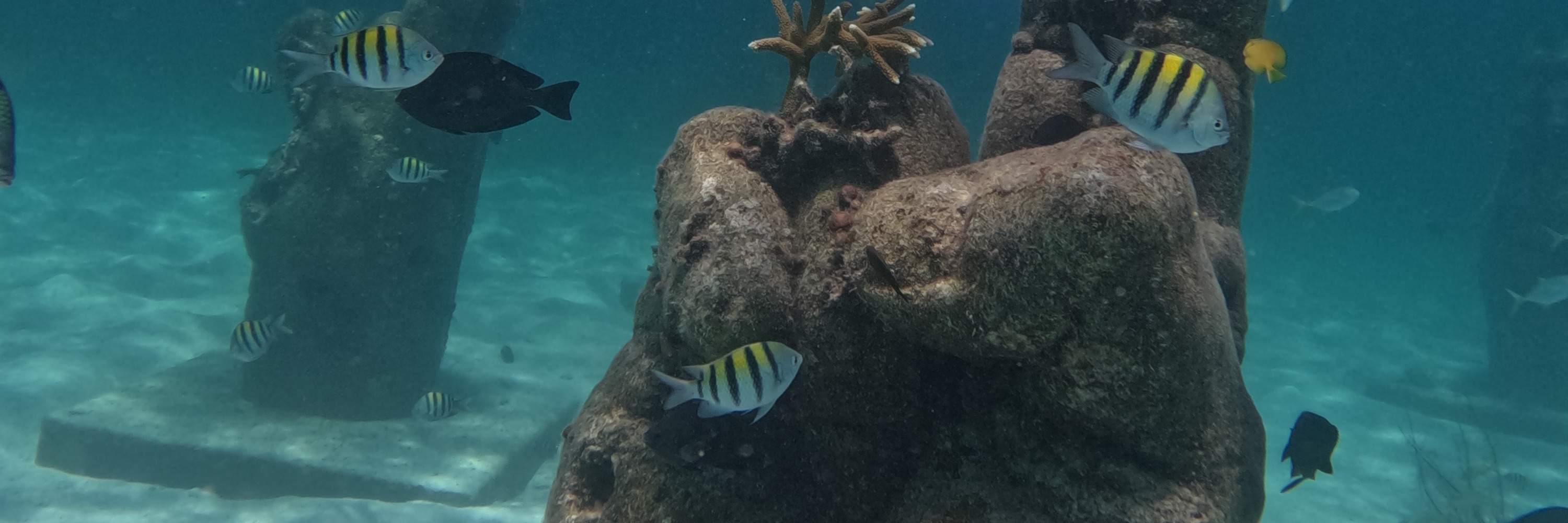 Explora el mejor tour de snorkel 5 en 1 con tortugas, arrecifes, Musa y ...