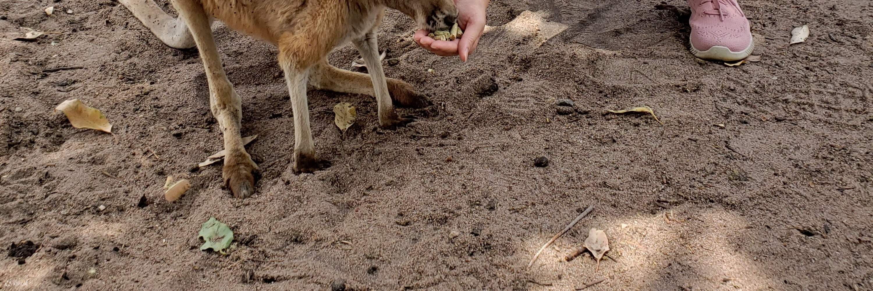 City Highlights and Wildlife Park Guided Day Tour from Perth - Klook