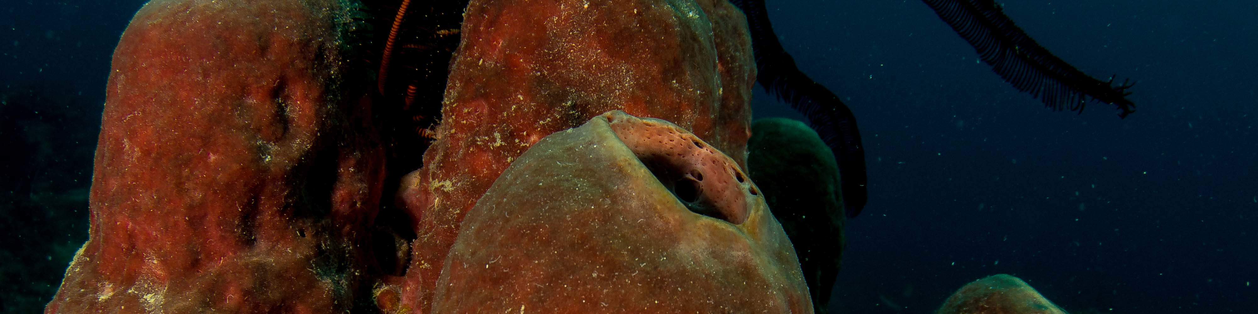 Discover the Mysteries of the Deep: Night Dive in Sipalay with Our PADI ...