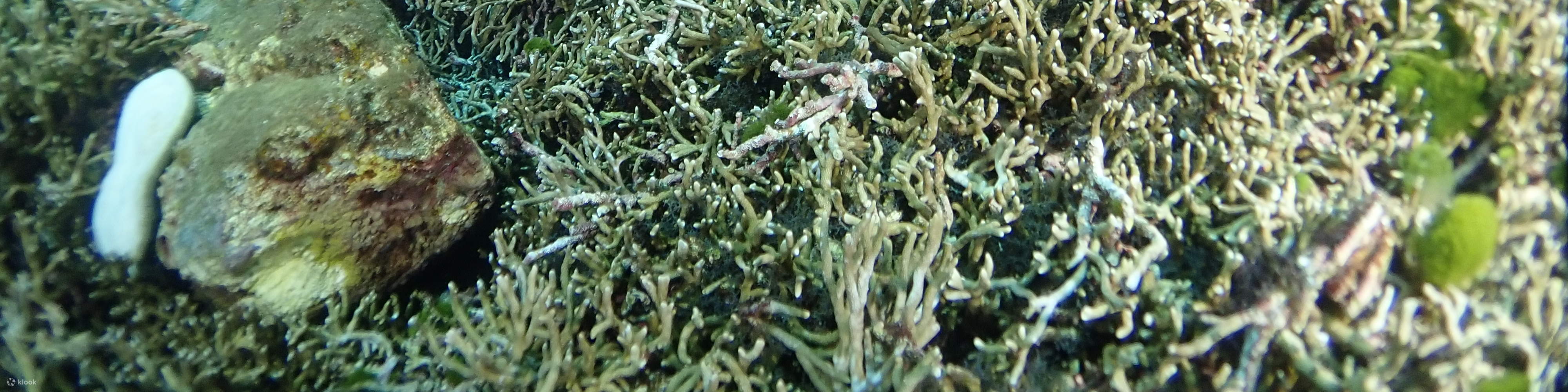 Open Water Diver in Phuket | PADI 5 Star Dive Center - Klook