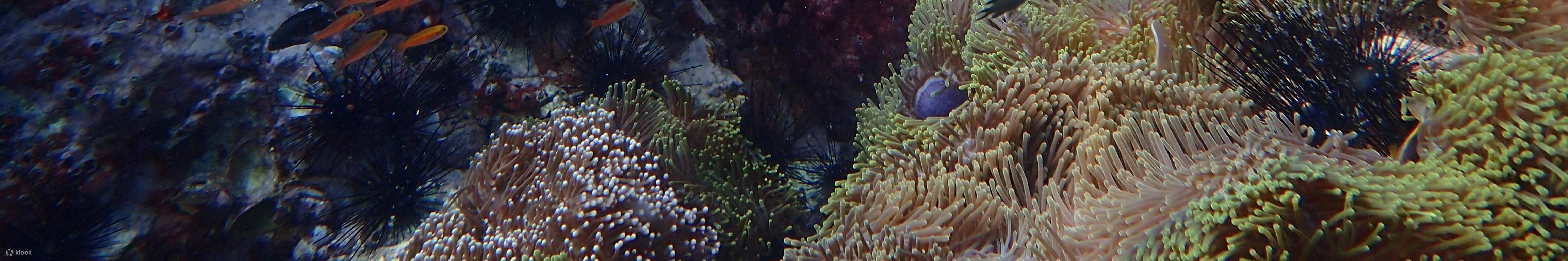 Enhance Your Dive Skills with ReActivate Scuba Refresher in Phuket at ...