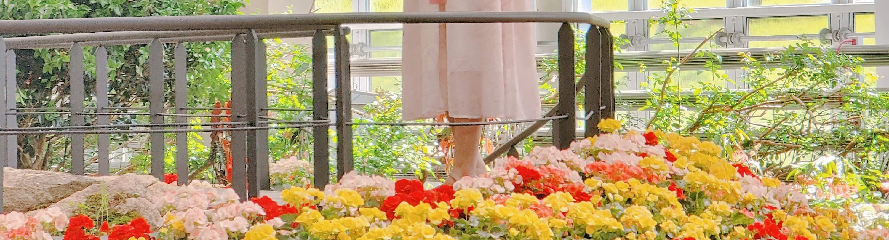 Gyeonggi Begonia Bird Park Ticket - Klook