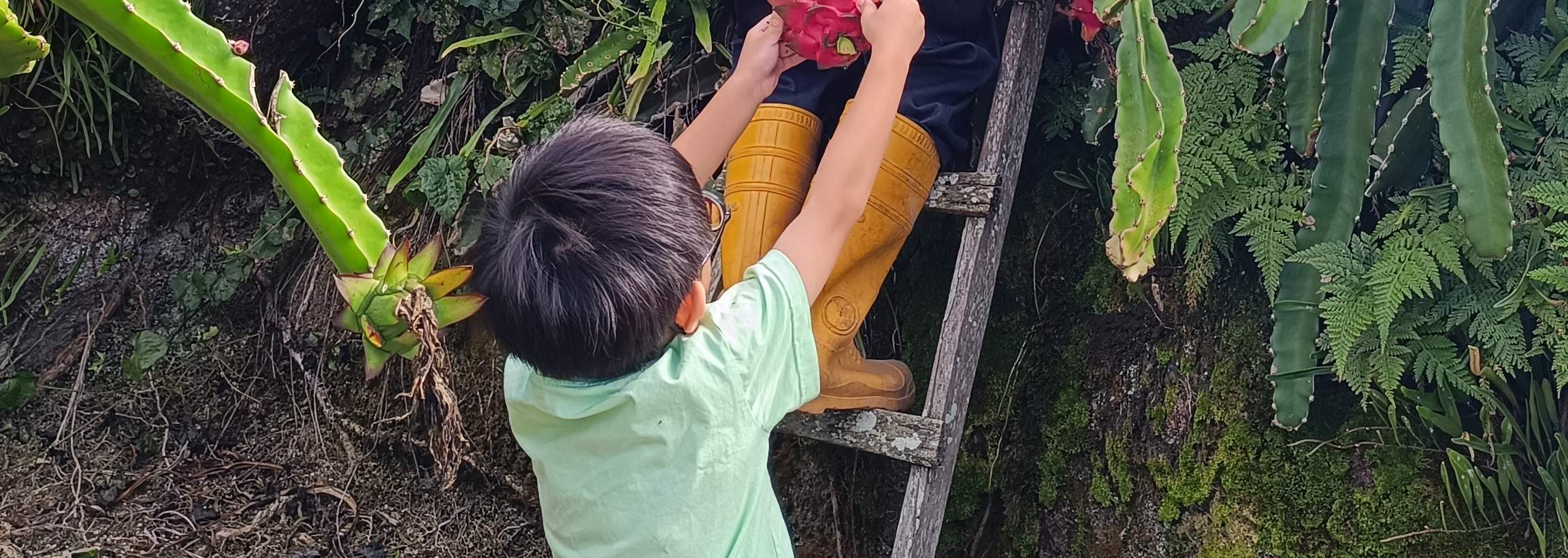 Jim's Vegetable Farm Ticket in Cameron Highlands - Klook United Kingdom