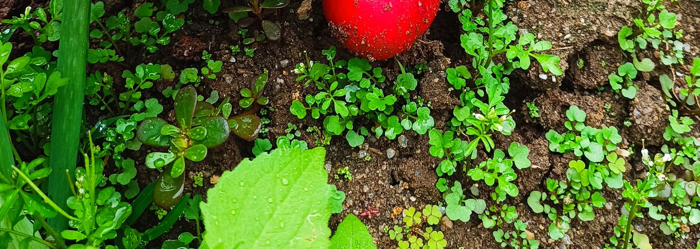 Jim's Vegetable Farm Ticket in Cameron Highlands - Klook United Kingdom