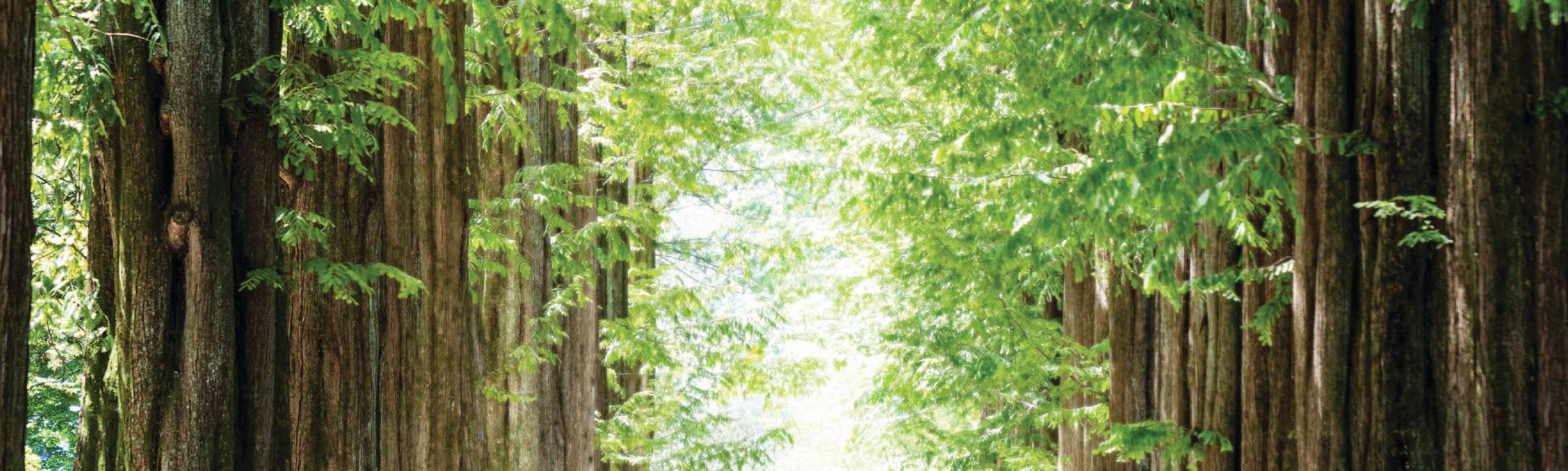 Nami Island & Eobi Ice Valley & Panorama Field & Morning Calm Tour - Klook