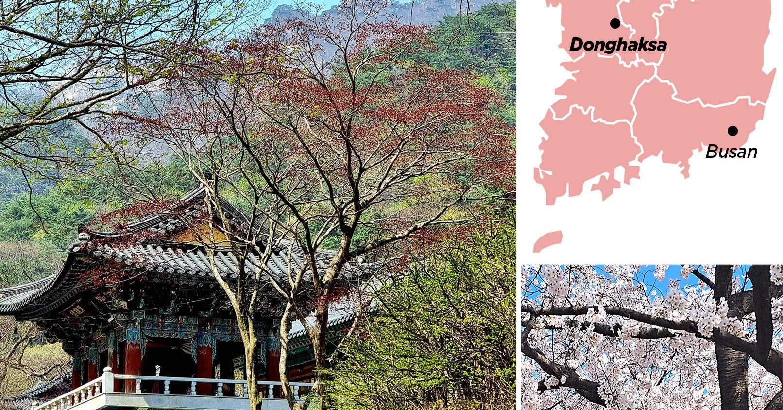 Korea Cherry Blossom Tour from Seoul - Klook