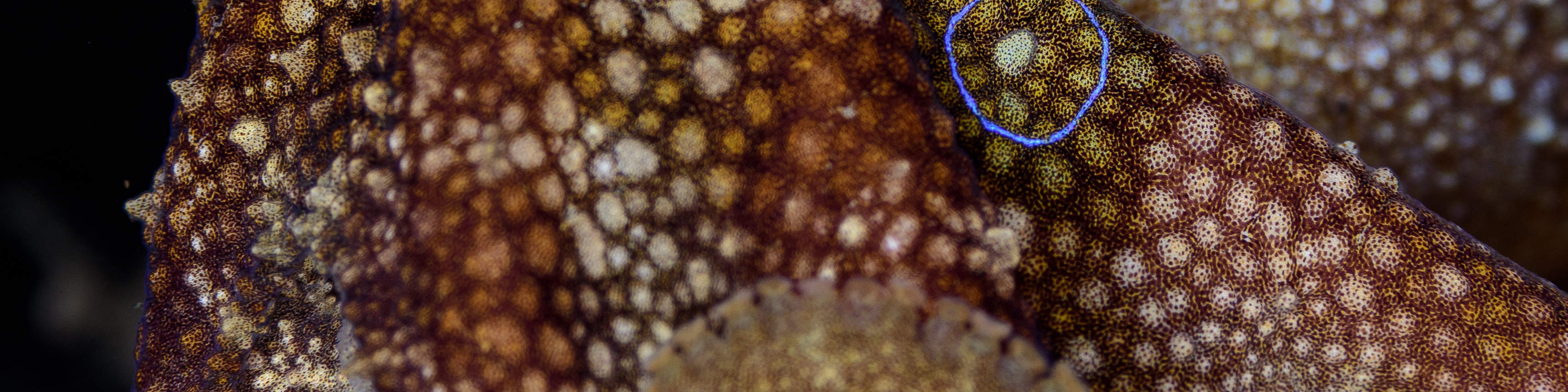 Penyelam Perairan Terbuka PADI di Lombok | CDC Bintang 5 PADI - Klook Indonesia