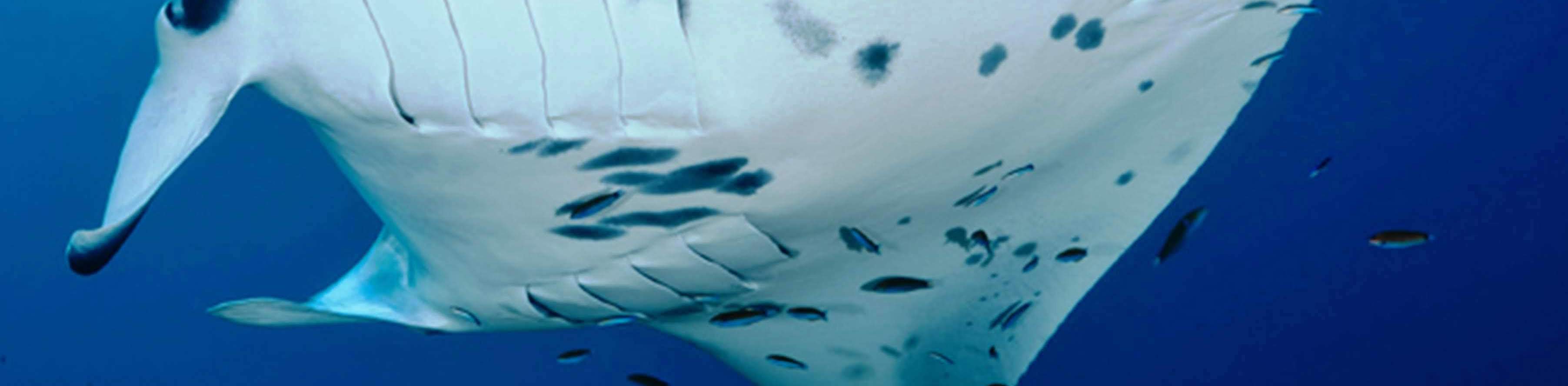 Experience Three Dives at Nusa Penida Manta Point with Our PADI 5 Star ...