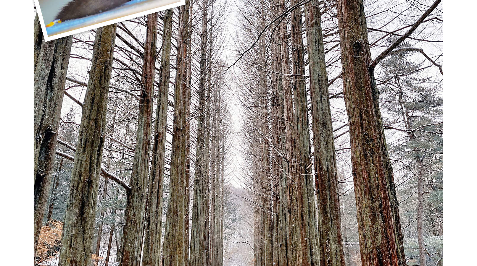 Nami Island / Eobi Ice Valley / Elysian Ski - Klook
