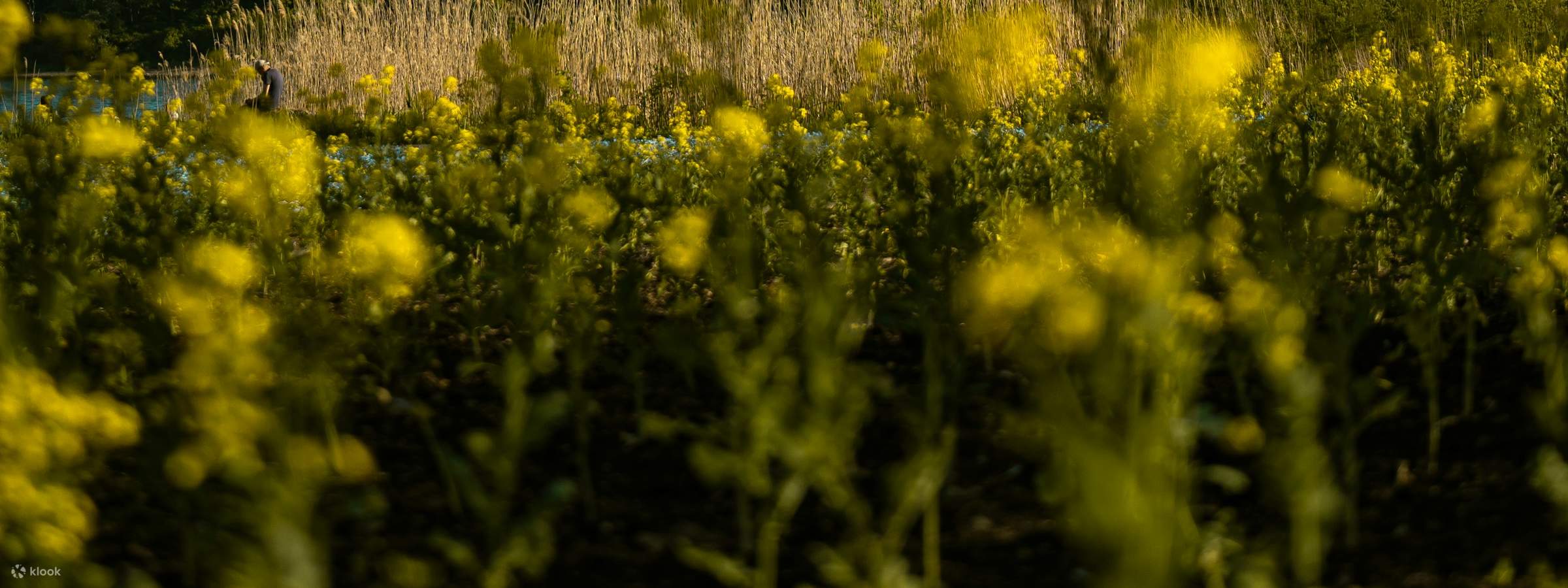 Mount Fuji,Hakone Private Tour By Car With Pick Up - Klook India