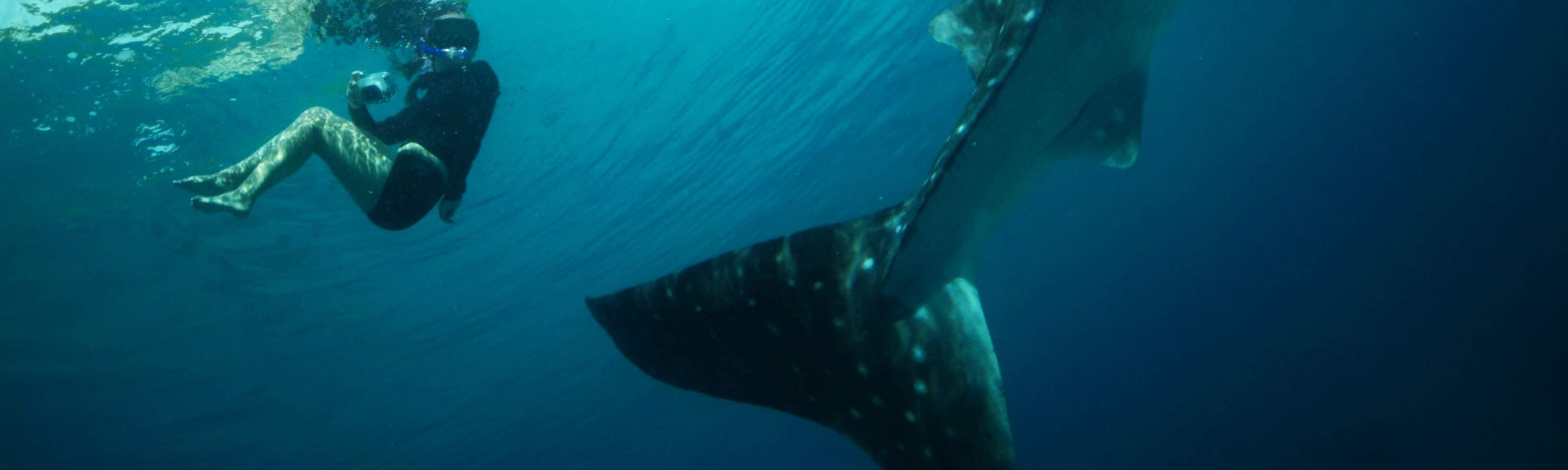 Whale Shark Encounter, Sumilon Sandbar, dan Canyoneering di Kawasan Falls - Klook Indonesia