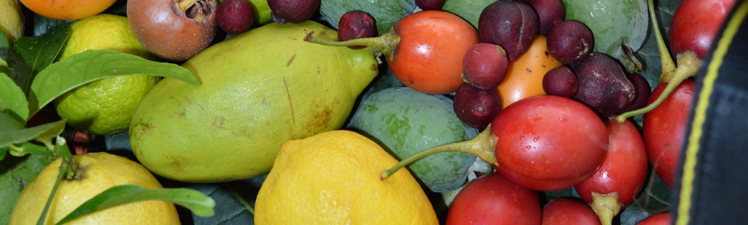 1-Hour Melbourne's Yarra Valley Orchard Tour - Klook