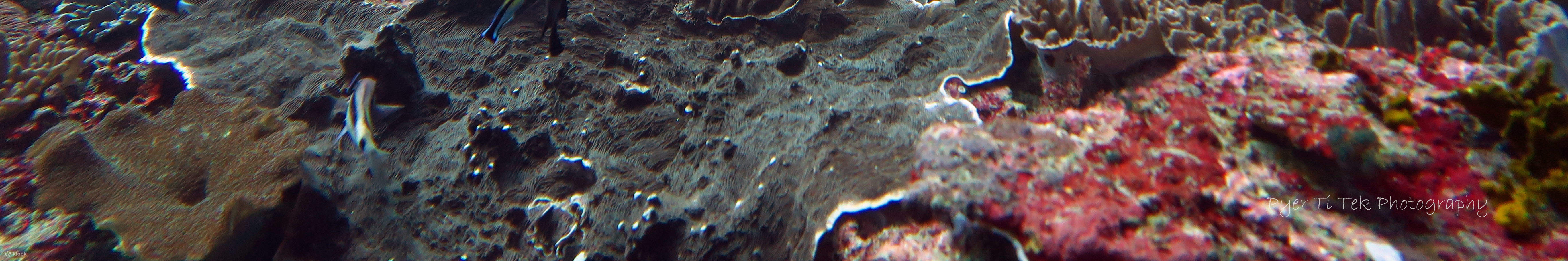 Dive Into Excitement: Fun Dive in Bali with PADI 5 Star IDC Resort ...