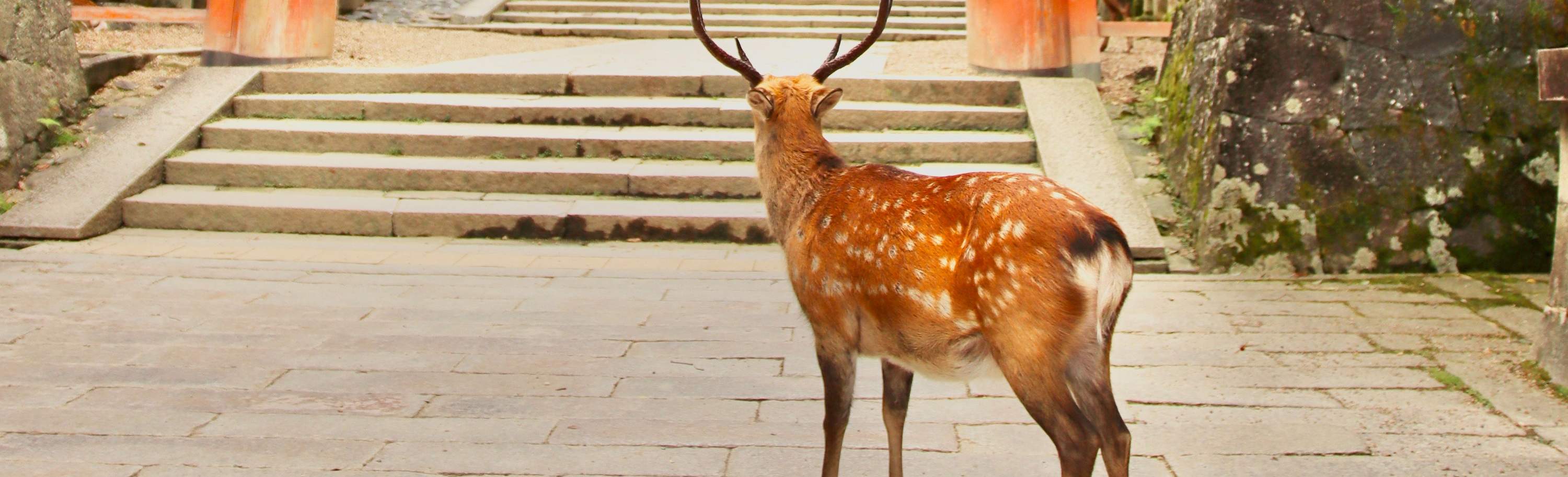 English guided sightseeing bus "Perfect Nara Park Tour" - Klook