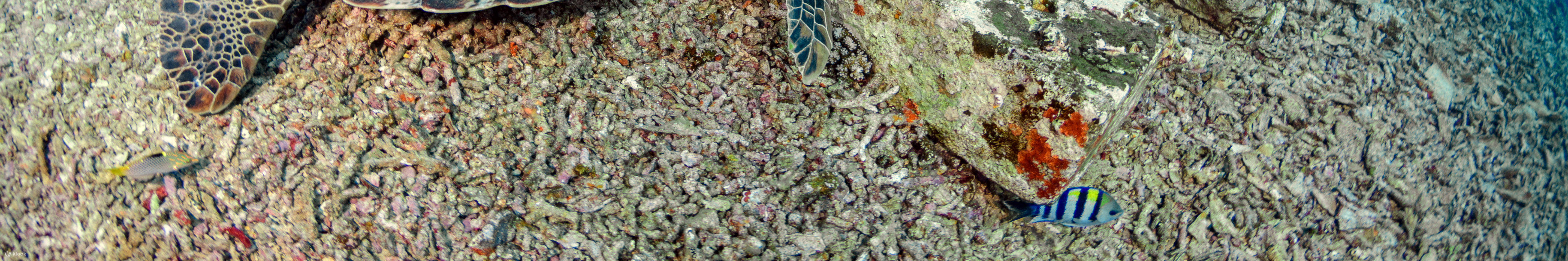 Penyelam Perairan Terbuka PADI di Lombok | CDC Bintang 5 PADI - Klook Indonesia