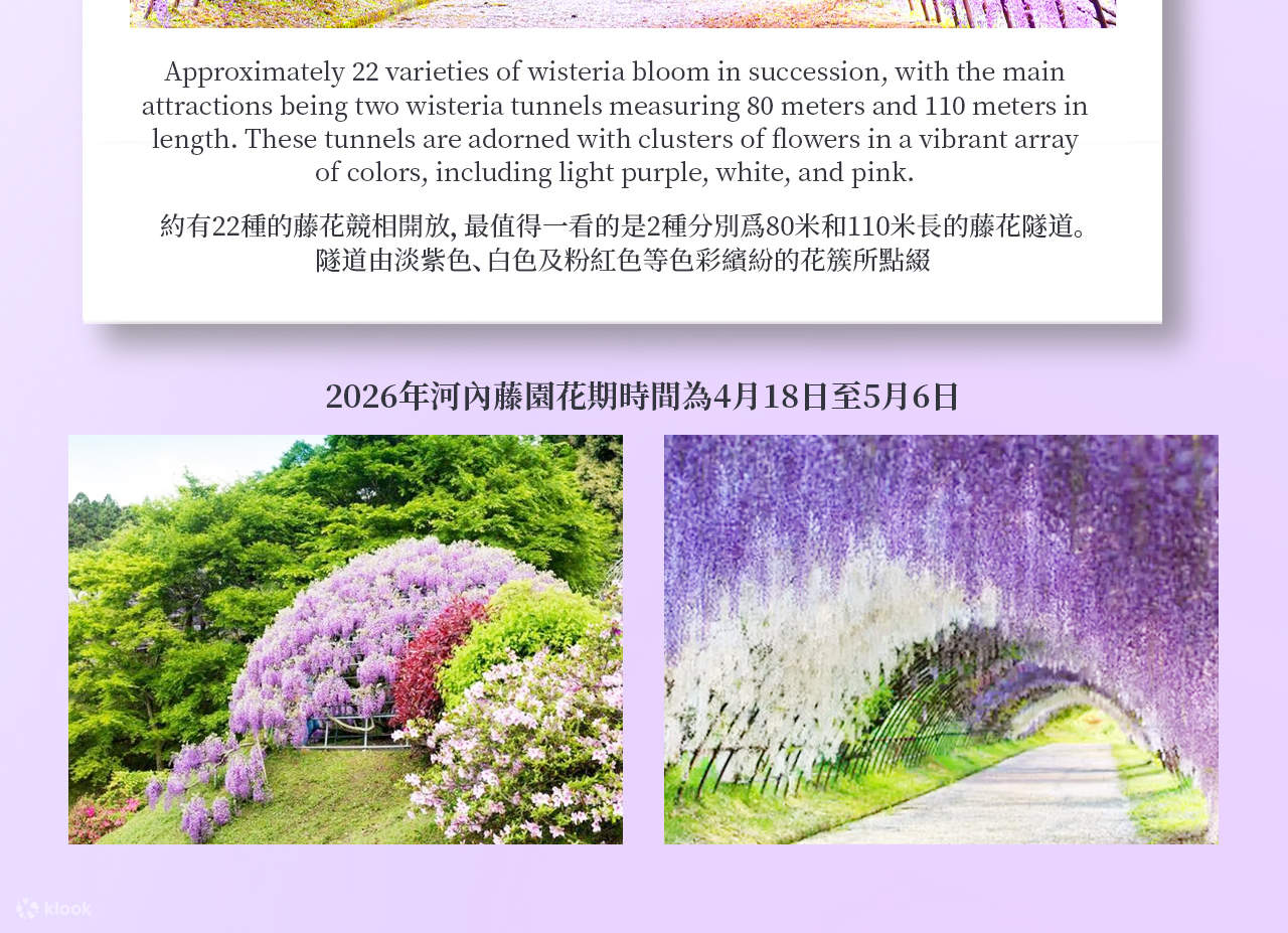 Limited-Time Flower Viewing | Northern Kyushu | A Day Trip from Fukuoka ...
