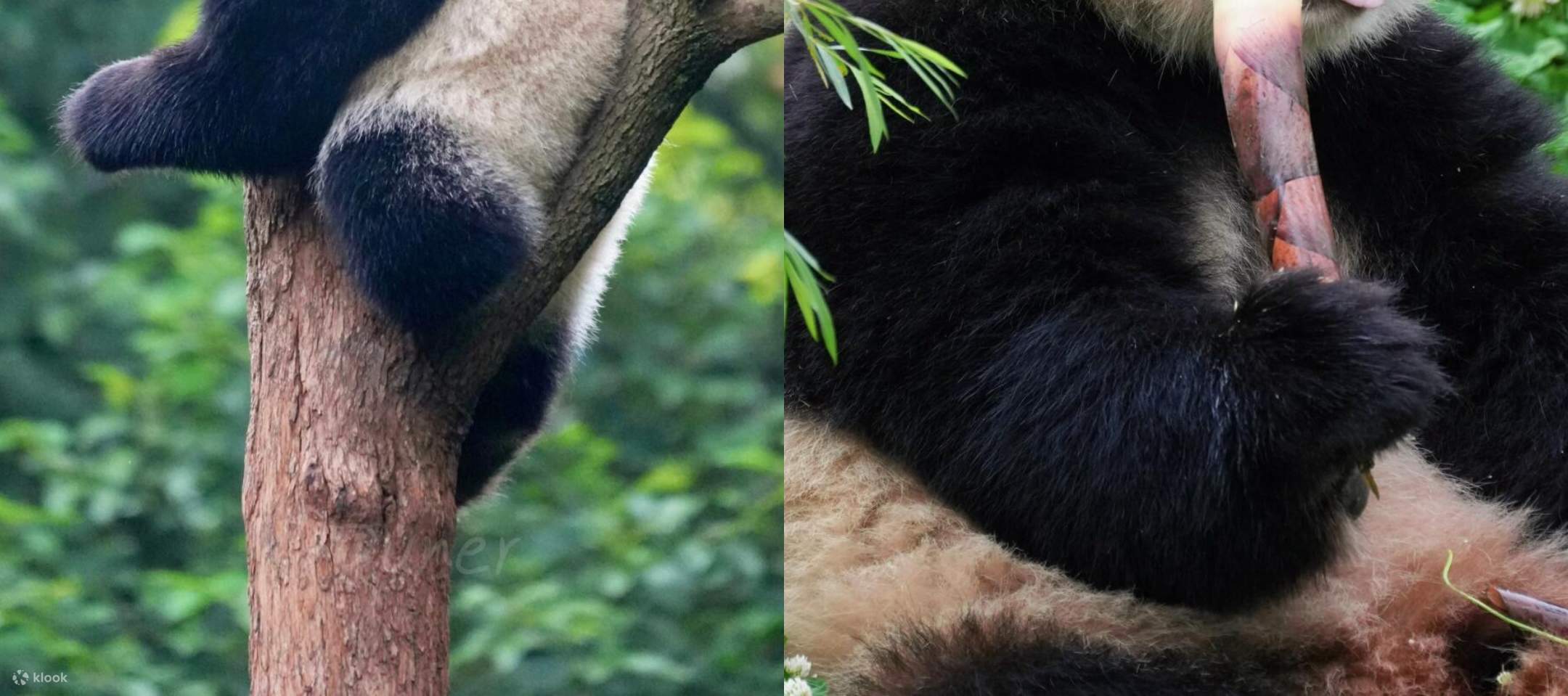 Chengdu Panda Base & Sanxingdui Museum One-Day Tour (2-7 Small Group ...