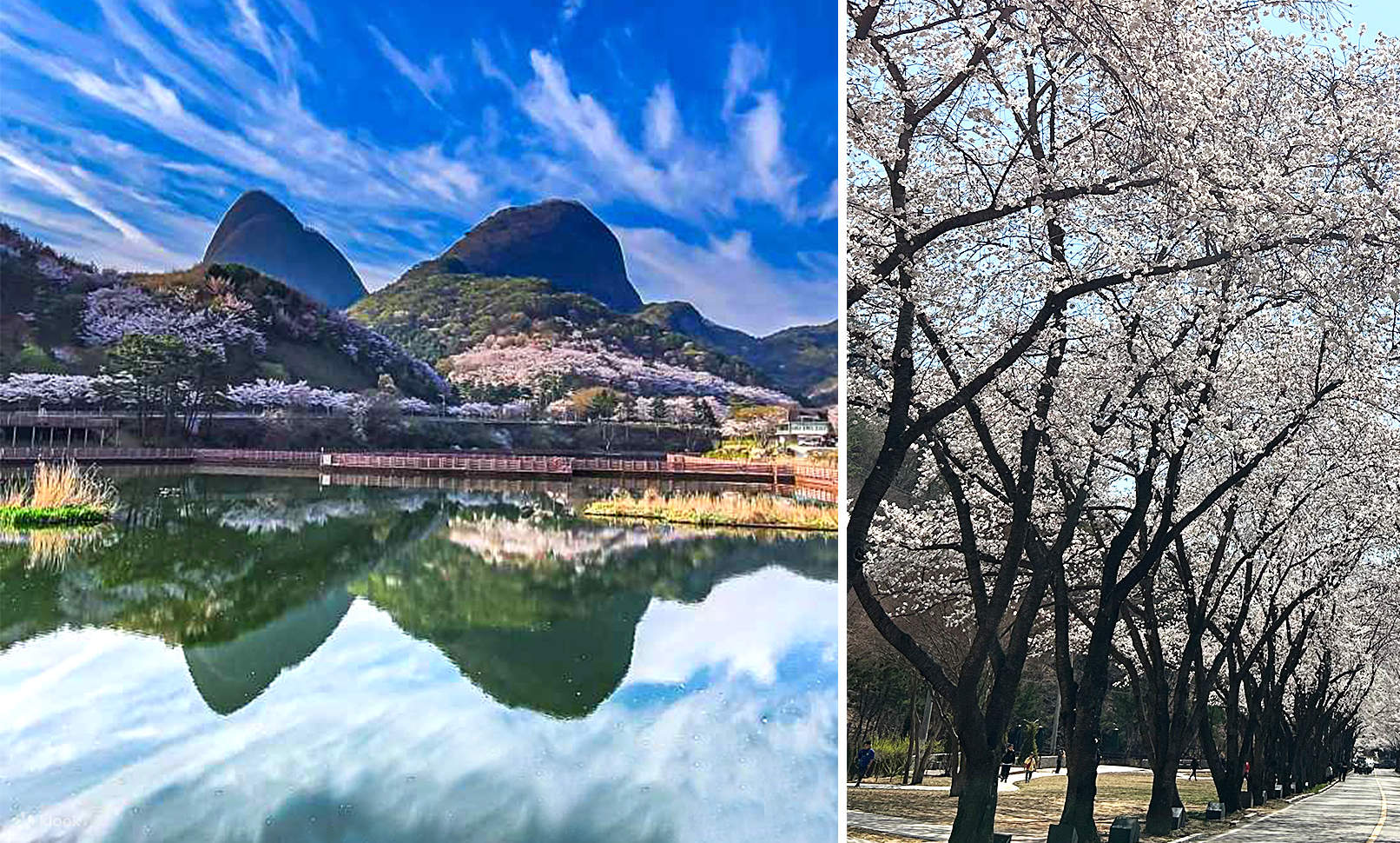 Korea Cherry Blossom Tour from Seoul - Klook Australia