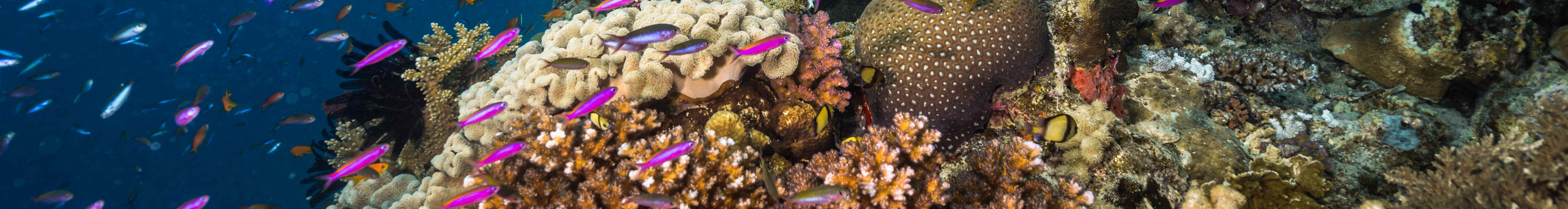 Explore the Depths with Our Premium Guided Dive Trip in Port Douglas ...