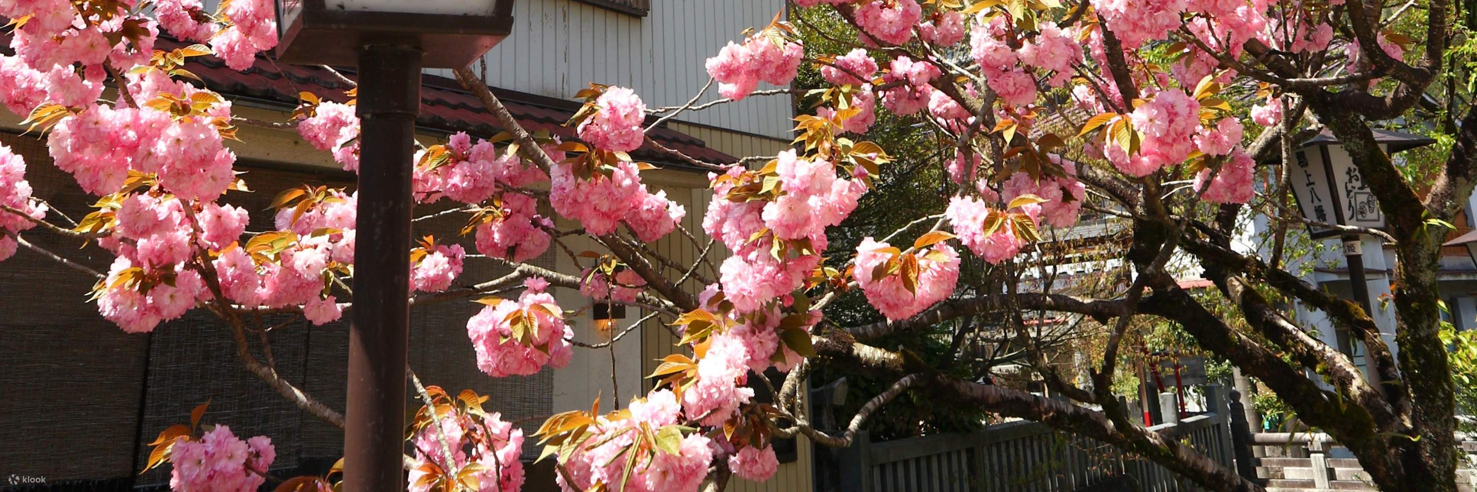Online Booking for Shirakawa-go, Gujo Hachiman, and Hida Takayama Day ...