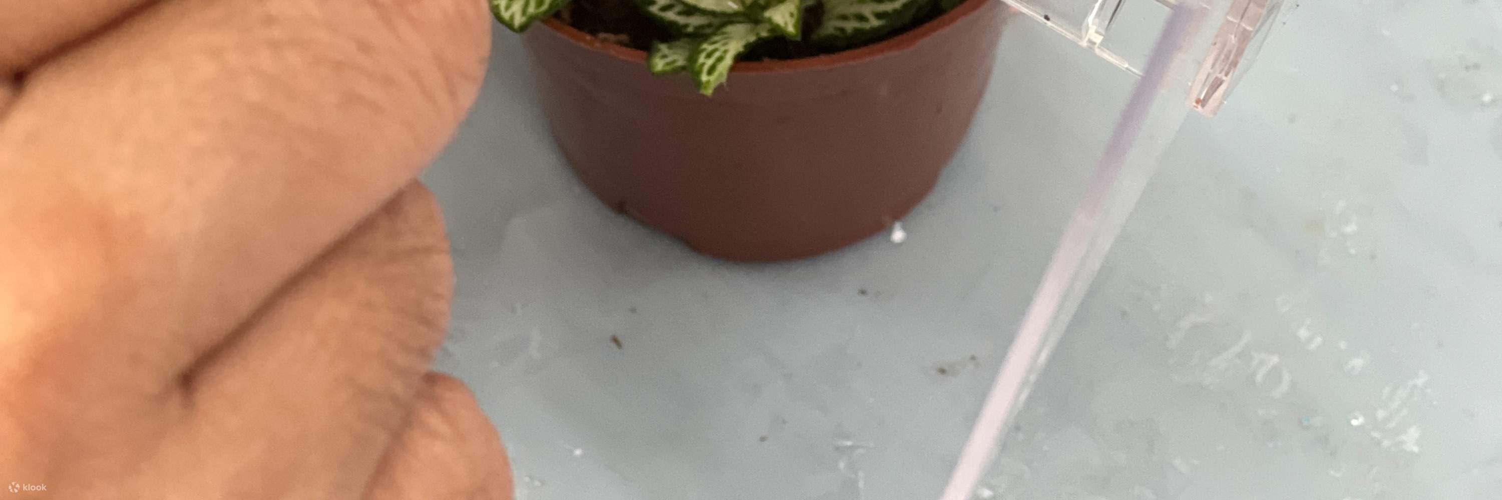 Handmade Classroom - Mini Terrarium Workshop｜Causeway Bay - Klook Hong Kong
