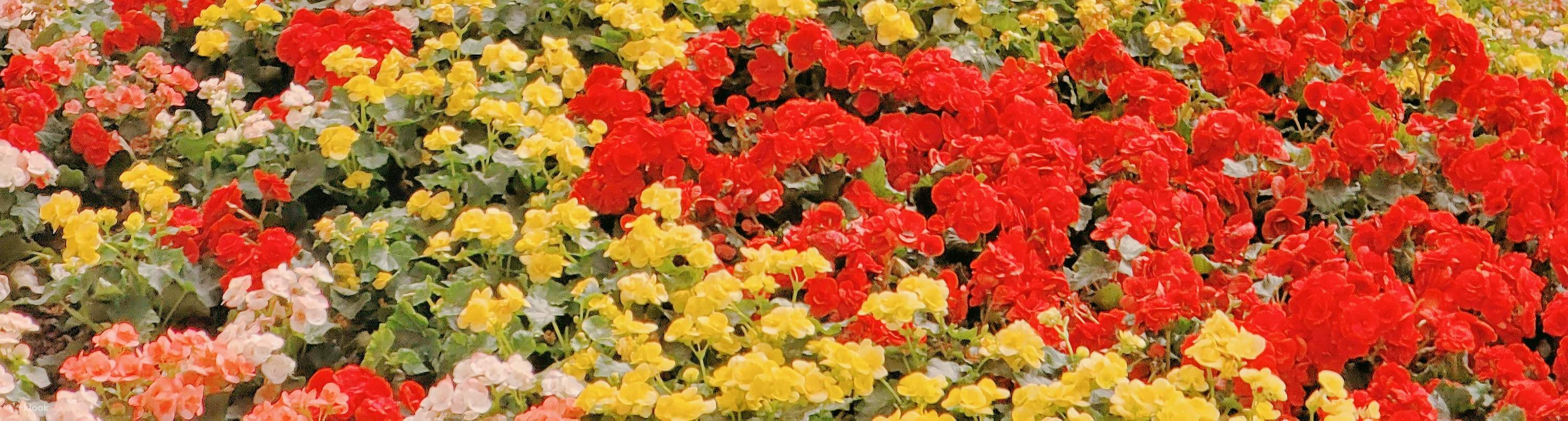 Gyeonggi Begonia Bird Park Ticket - Klook United States