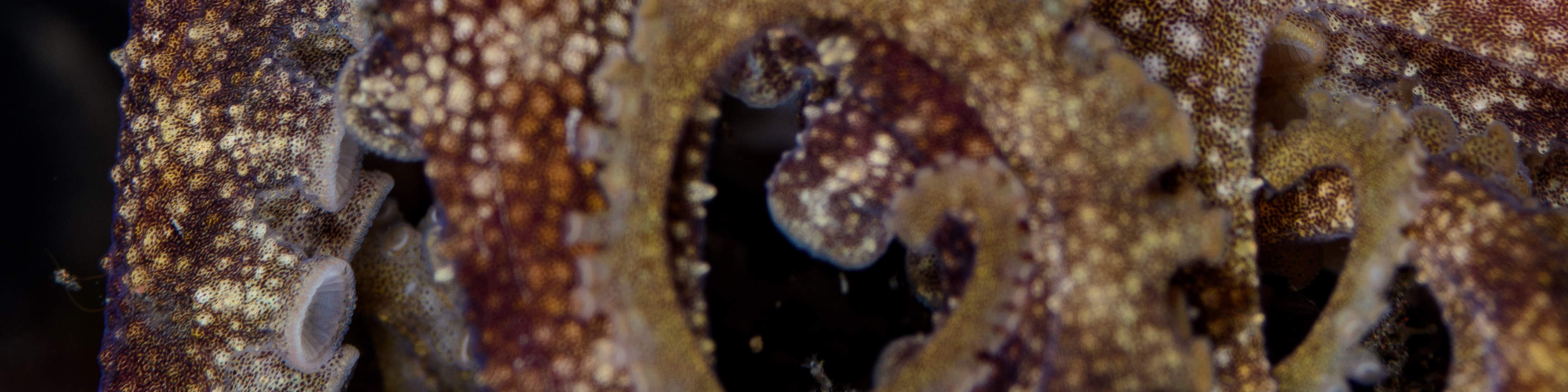 Penyelam Perairan Terbuka PADI di Lombok | CDC Bintang 5 PADI - Klook Indonesia