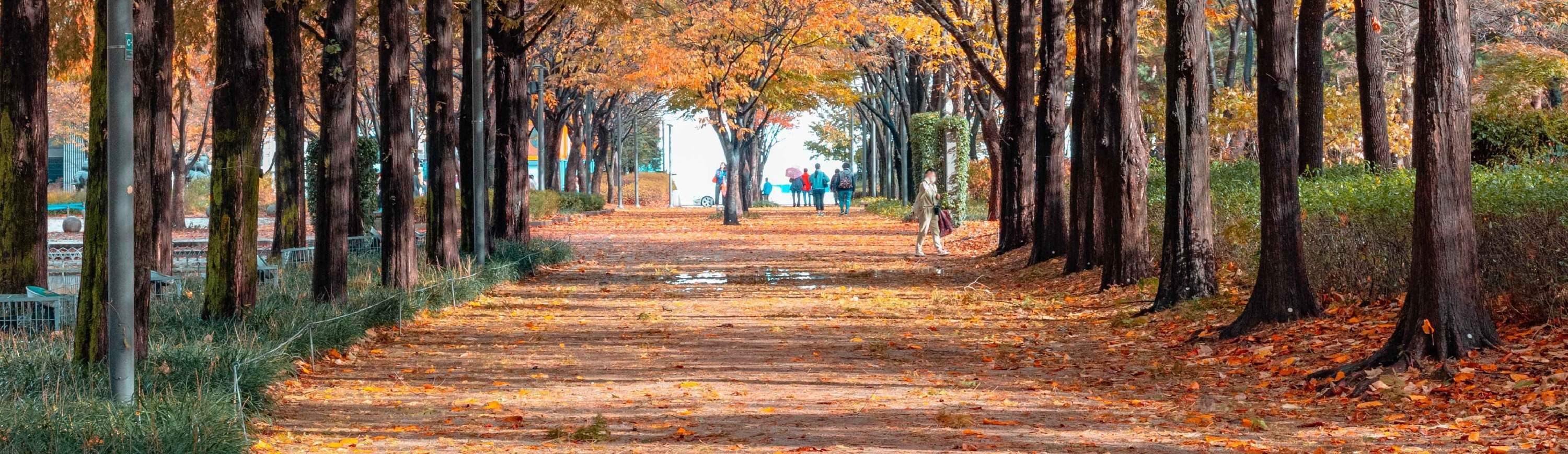 2024 Yeongdong Daero K-POP Concert Tour Package - Klook India