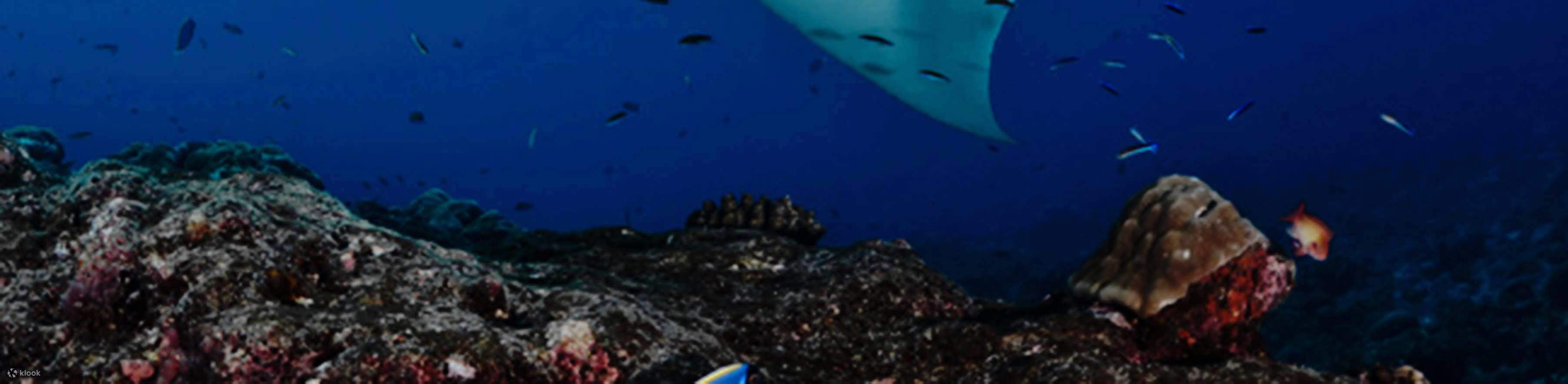 Unforgettable Snorkeling at Nusa Penida Manta Point with PADI 5 Star ...