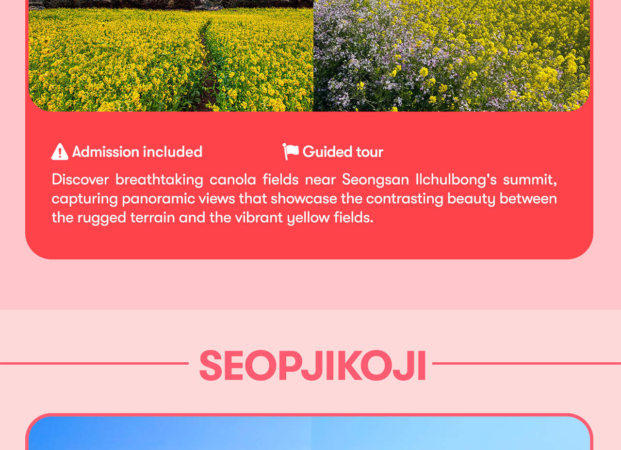 Jeju Canola Flower & Cherry Blossom Private Day Tour (By Wondertrip ...