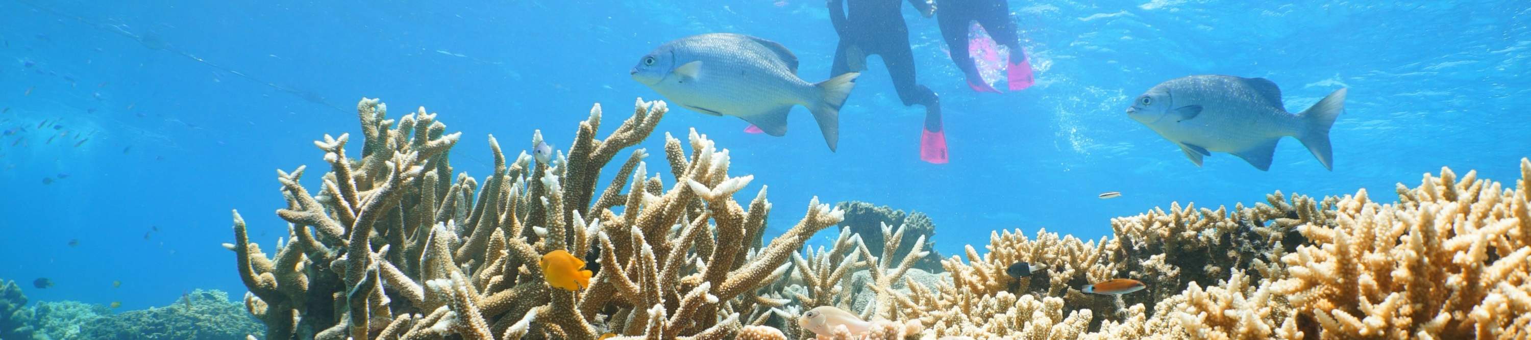 Outer Barrier Reef from Port Douglas - Klook