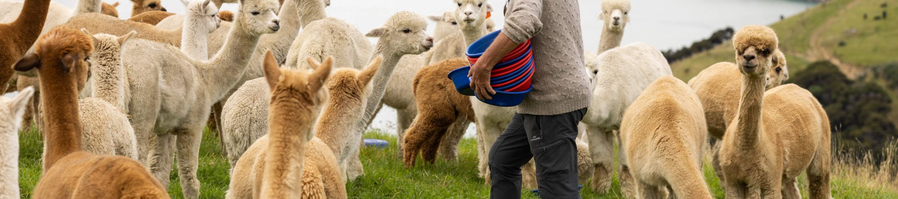 Akaroa Shamarra Alpaca Farm Tour - Klook Singapore