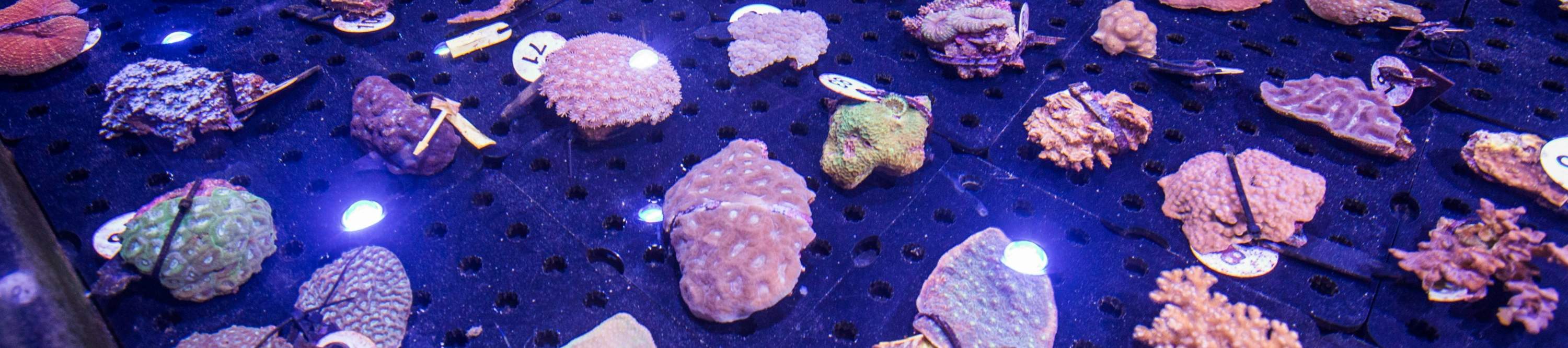 Admission générale et visite de la biobanque de coraux - Klook États-Unis