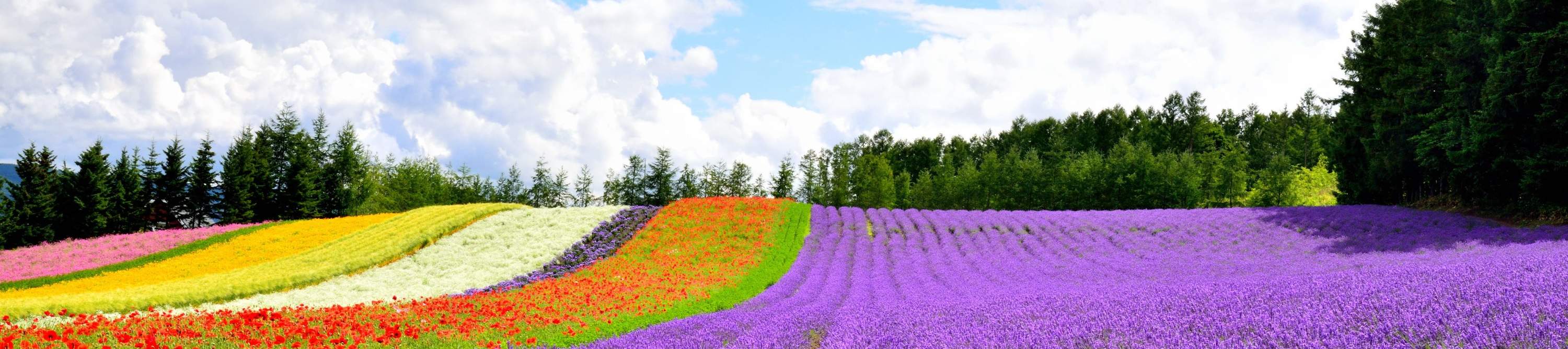 Asahiyama Zoo & Furano & Biei & Blue Pond one day tour from Sapporo ...