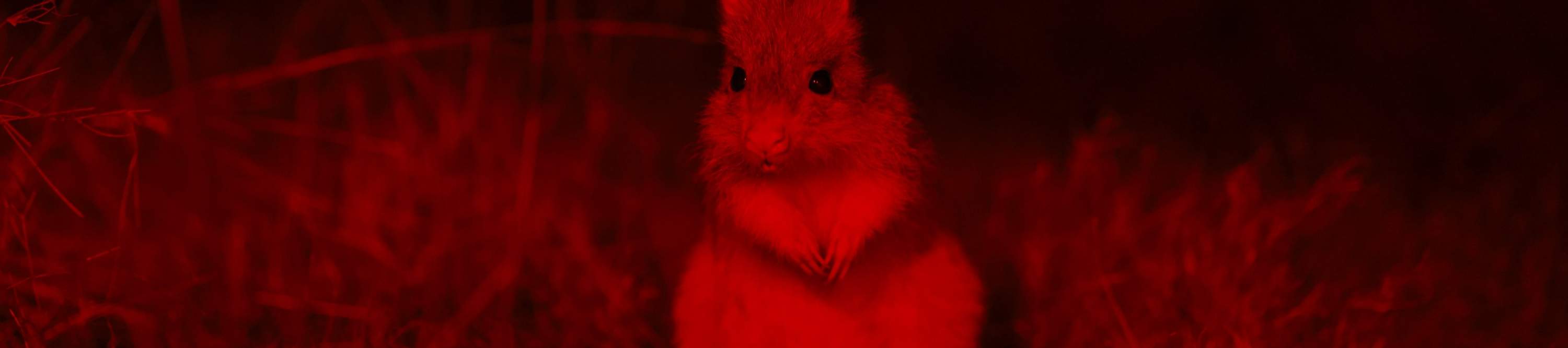 Lone Pine Koala Sanctuary Nocturnal Tour - Klook Australia